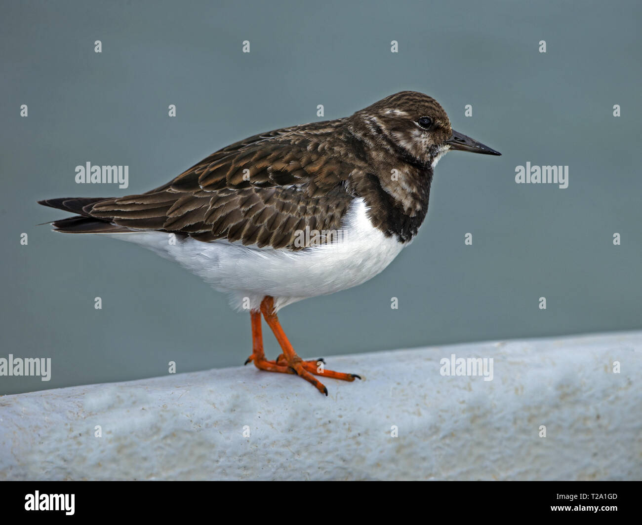 Turnstone birds hi-res stock photography and images - Alamy