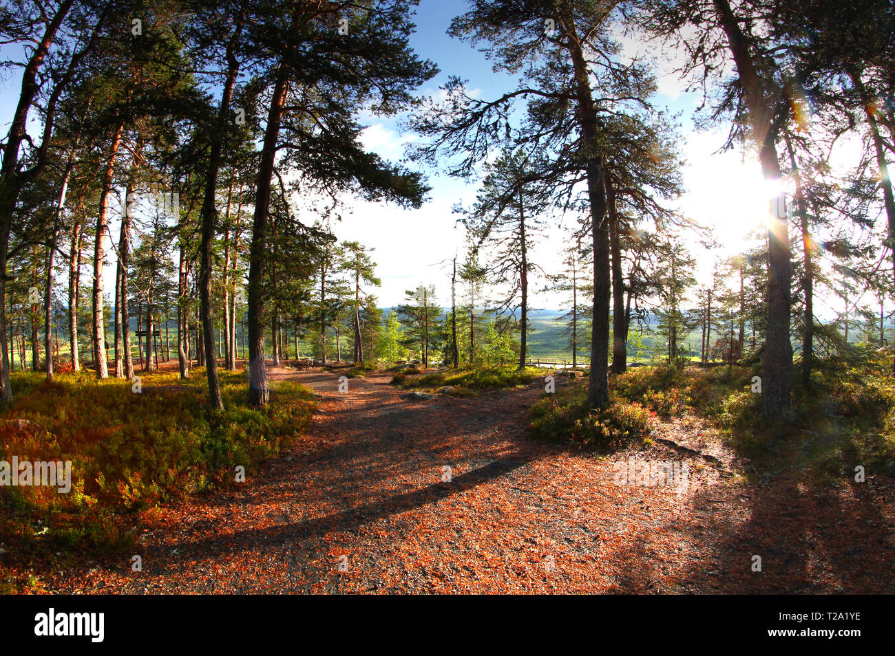 Beautiful forest on the high ground in Lapland Stock Photo - Alamy