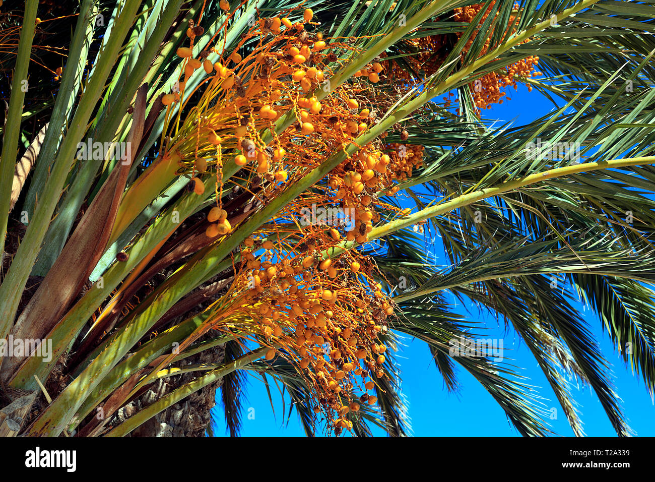 Palm fruits growing on tree hi-res stock photography and images - Alamy