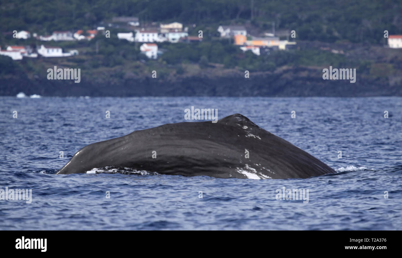 Sperm whale starts a deep dive at the coast near Pico Island (Azores ...