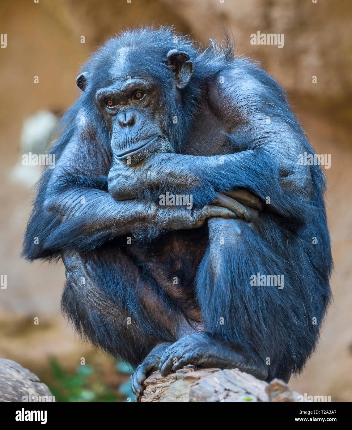 Chimpanzee africa head hi-res stock photography and images - Alamy