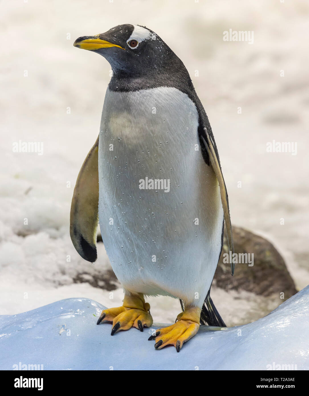 Penguin feathers close up hi-res stock photography and images - Alamy