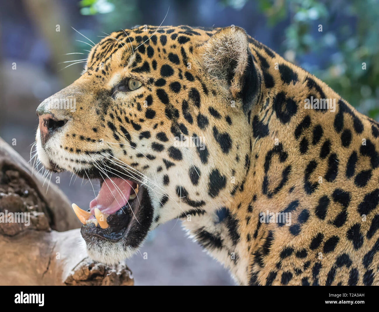 Close-up view of a Jaguar (Panthera onca Stock Photo - Alamy