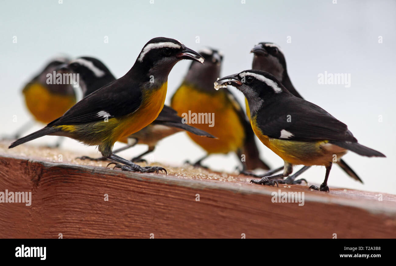 Group of Bananaquits (Coereba flaveola) with their favourite food ...