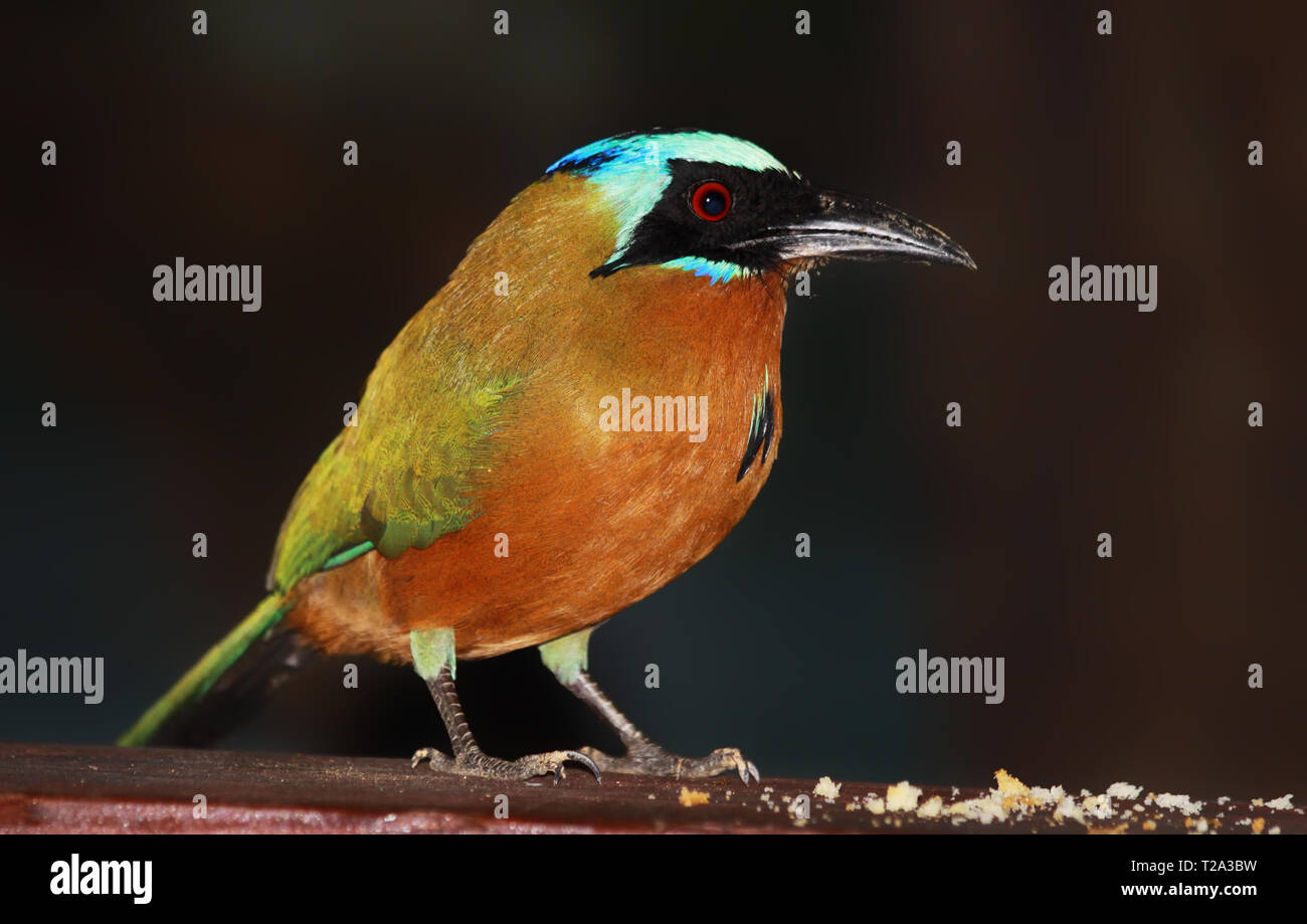 Close-up of Blue-crowned Motmot (Momotus momota) - Tobago Forest ...