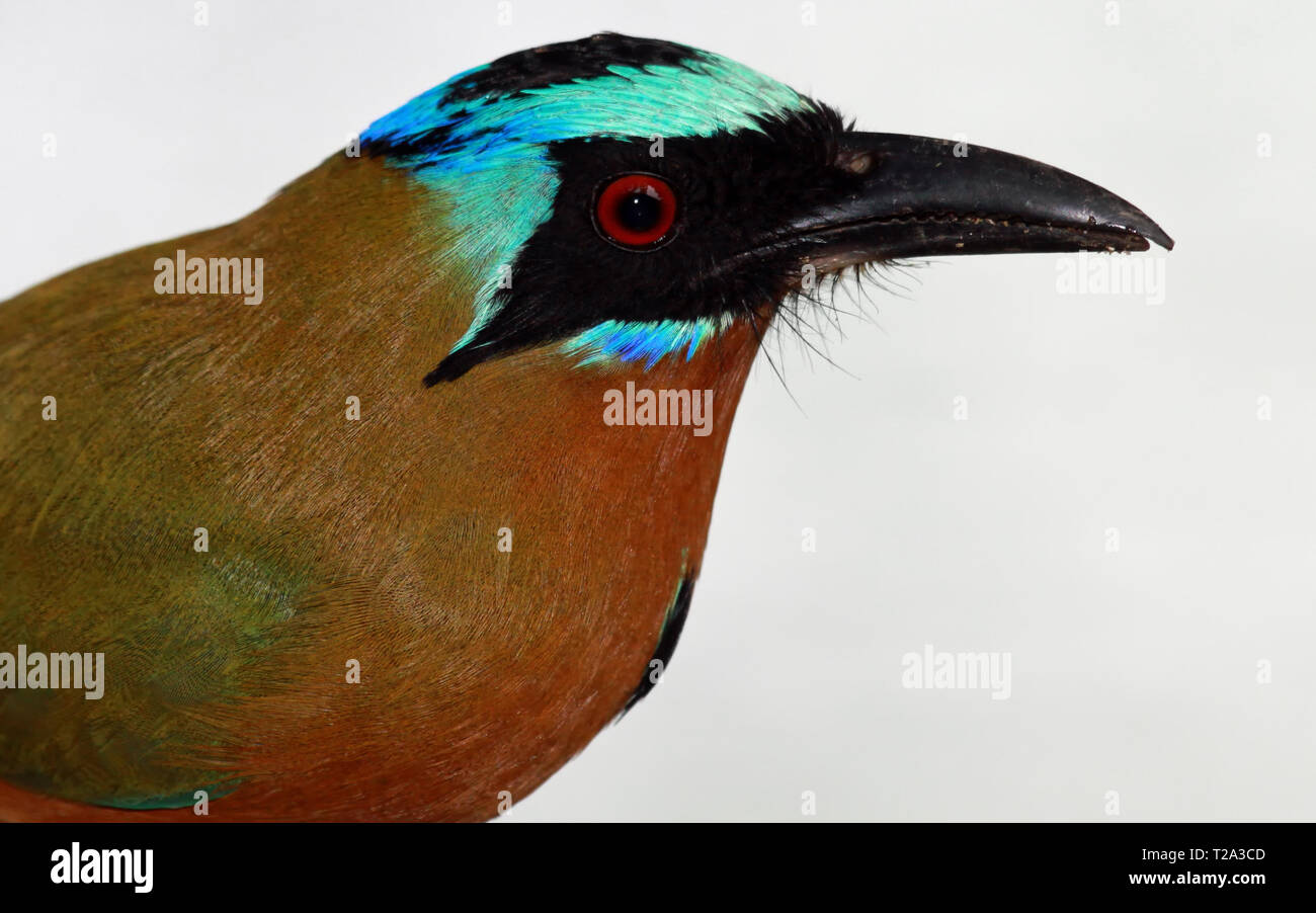 Blue-crowned Motmot (Momotus momota) - Tobago Forest Reserve Stock ...