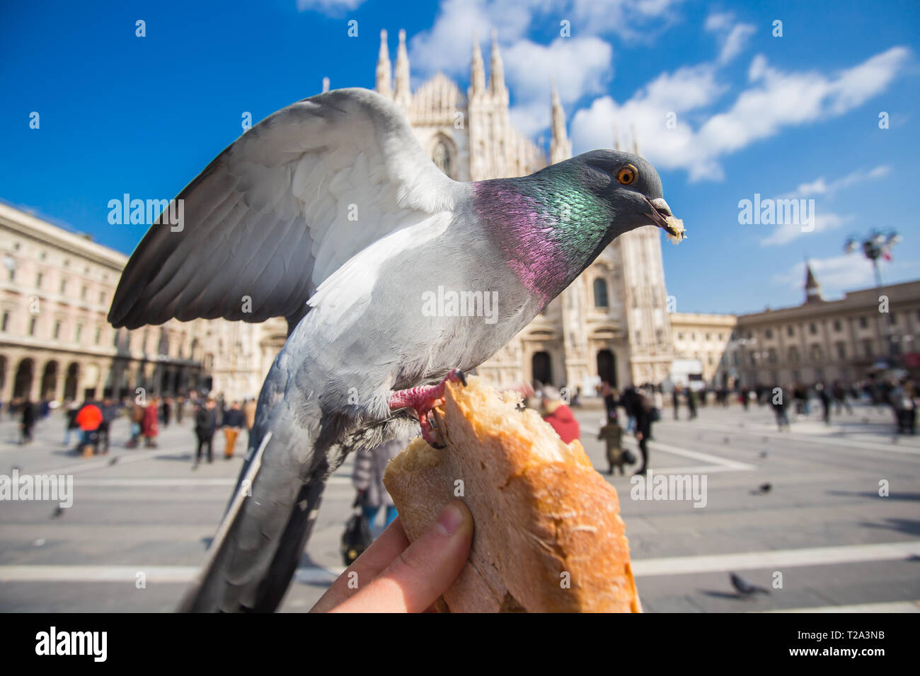 Travel, Italy and birds concept - Feeding pigeons from the hand in ...