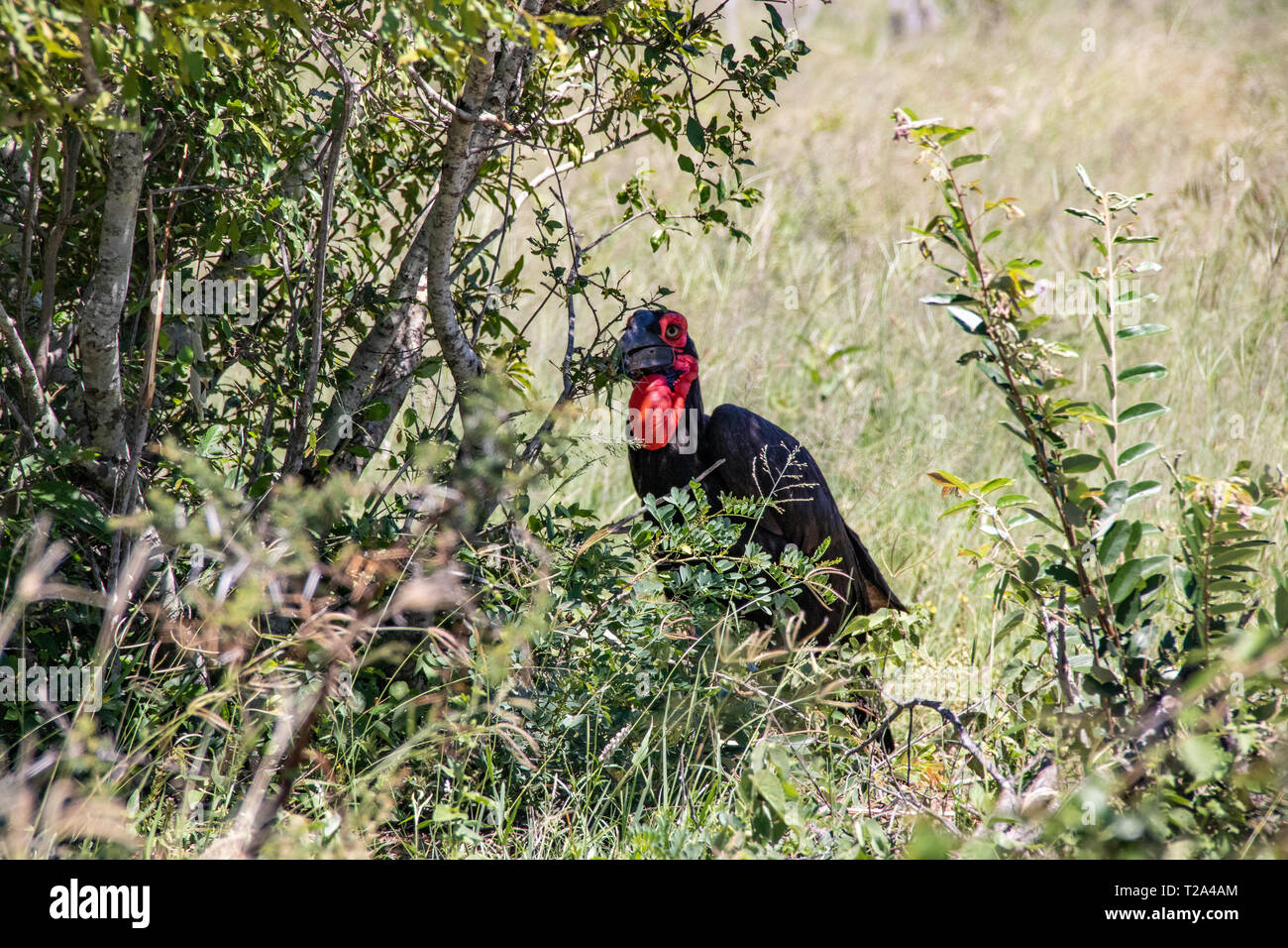 southern ground hornbill. Savannah, Tanzania, Africa Stock Photo - Alamy