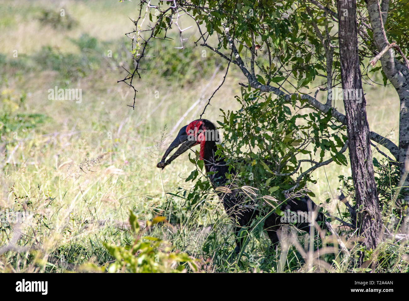 Savannah green background hi-res stock photography and images - Alamy