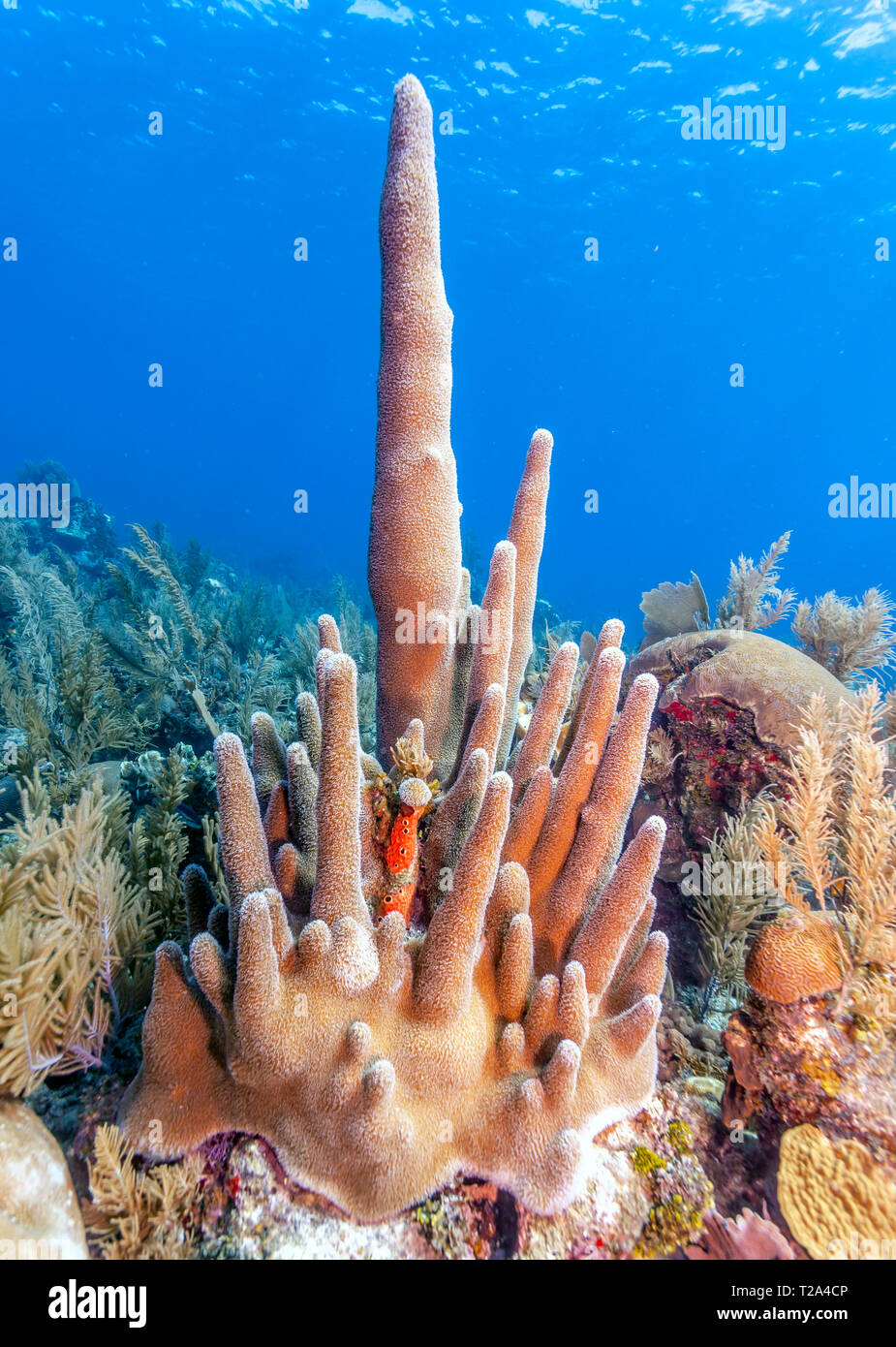 Pillar coral dendrogyra cylindrus hi-res stock photography and images ...