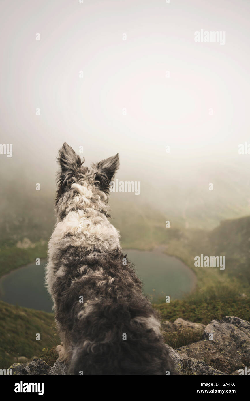 Cane curioso hi-res stock photography and images - Alamy
