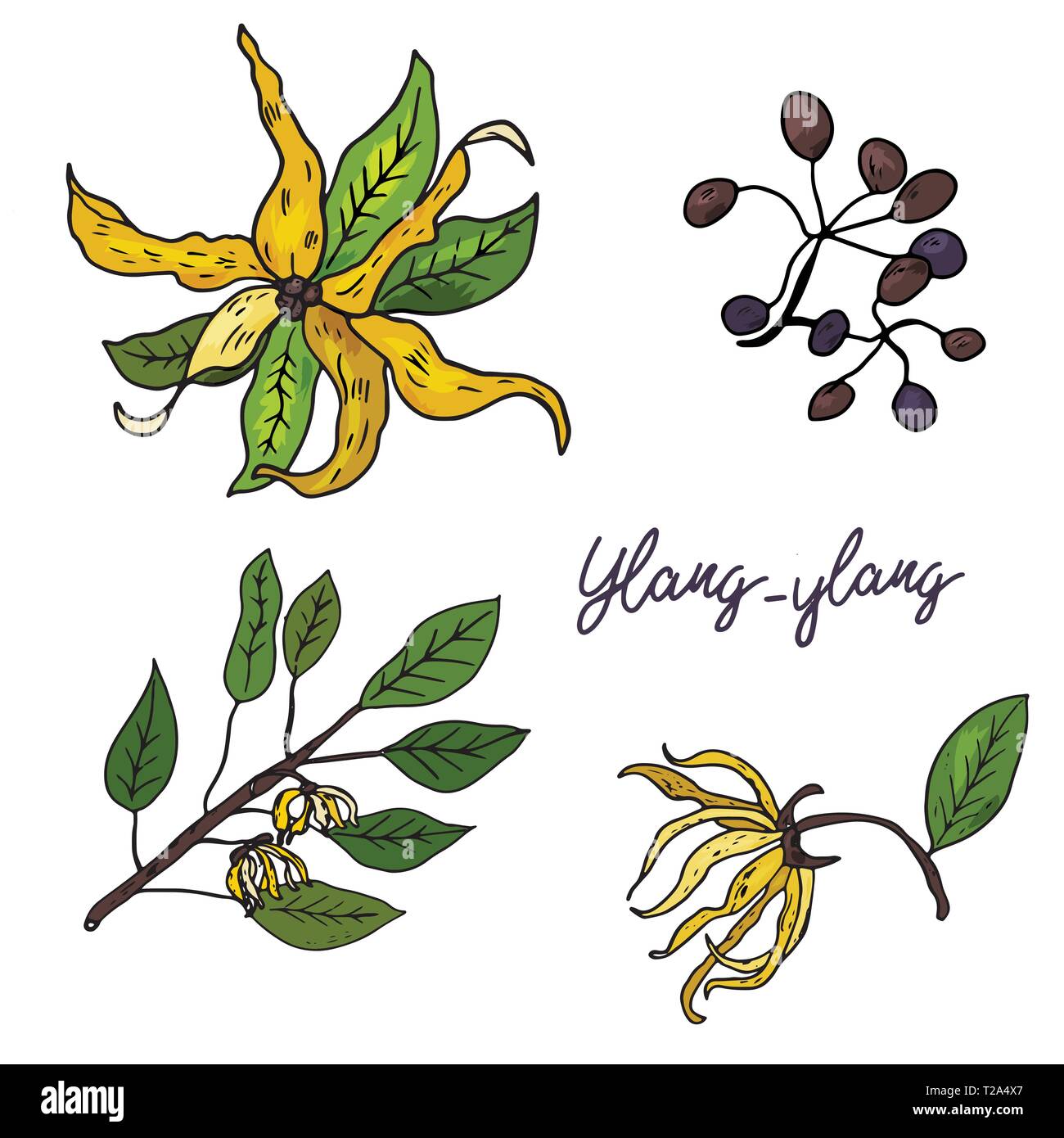 Ylang ylang vector vectors hi-res stock photography and images - Alamy