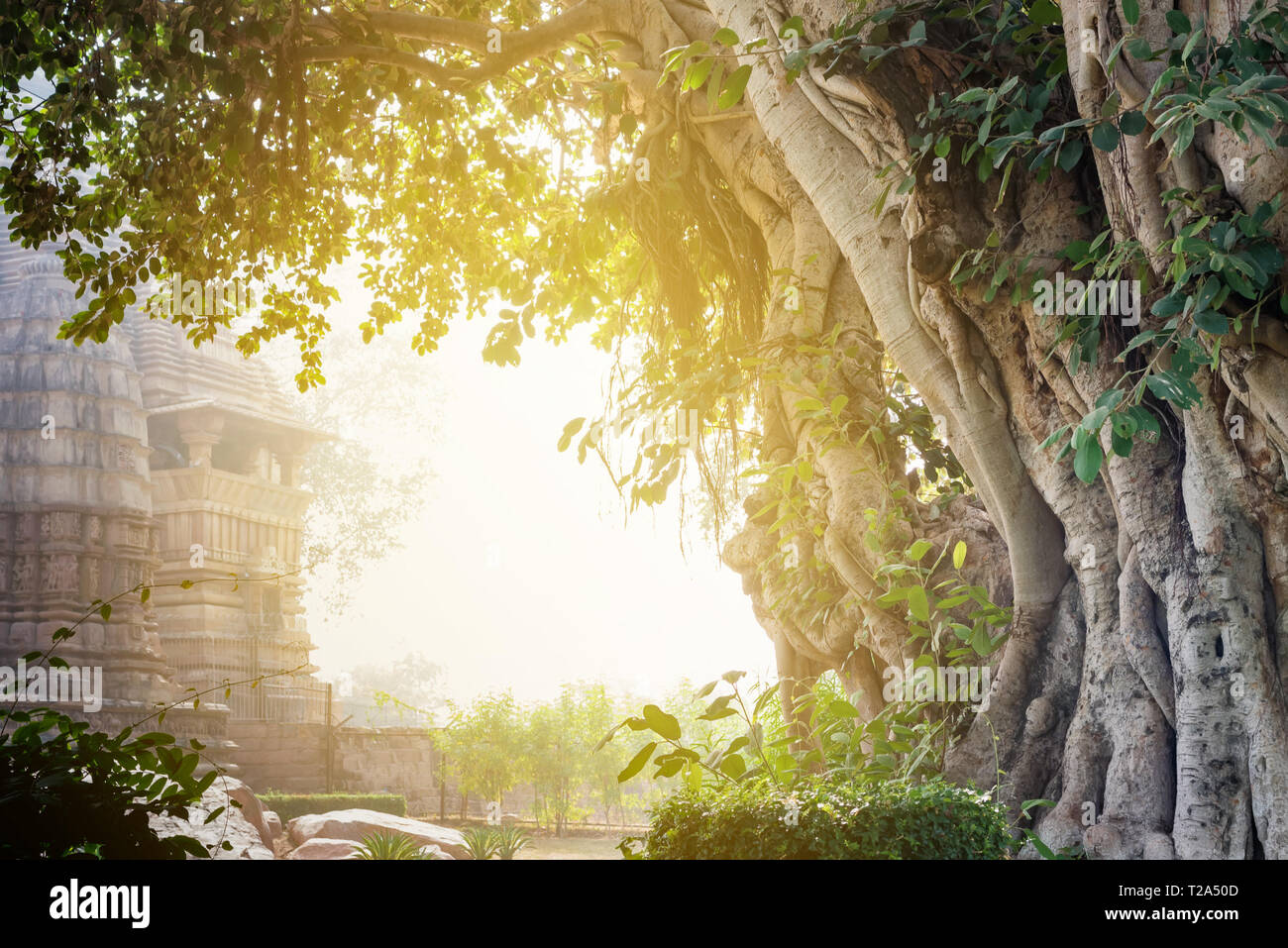 Banyan tree or Ficus benghalensis with Indian temples of Khajuraho in ...