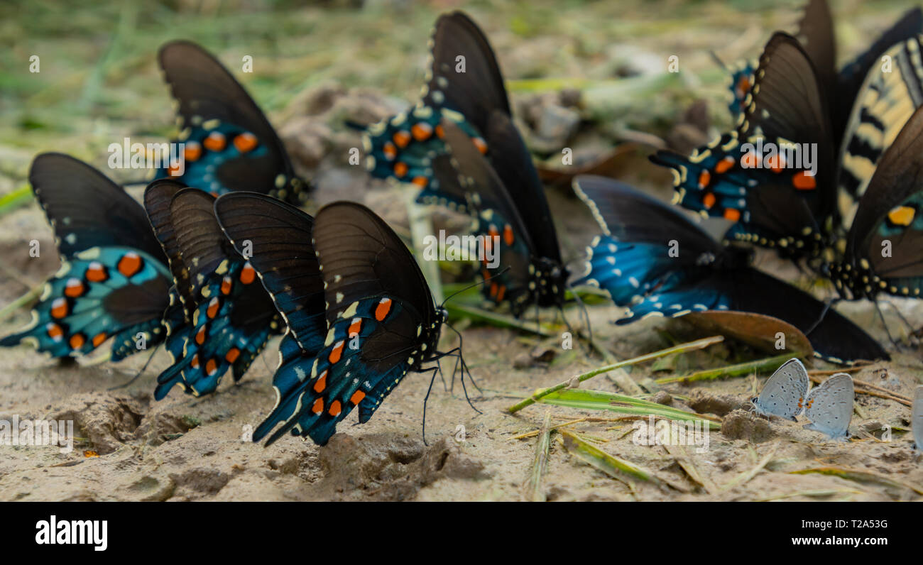 Group of butterflies hi-res stock photography and images - Alamy