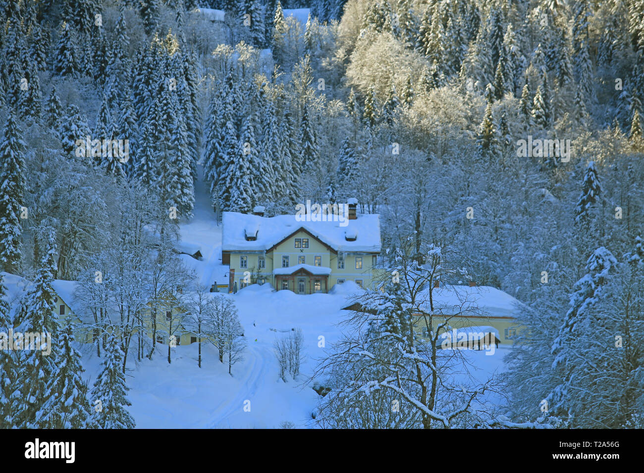 forest of hallstatt house, austria Stock Photo - Alamy