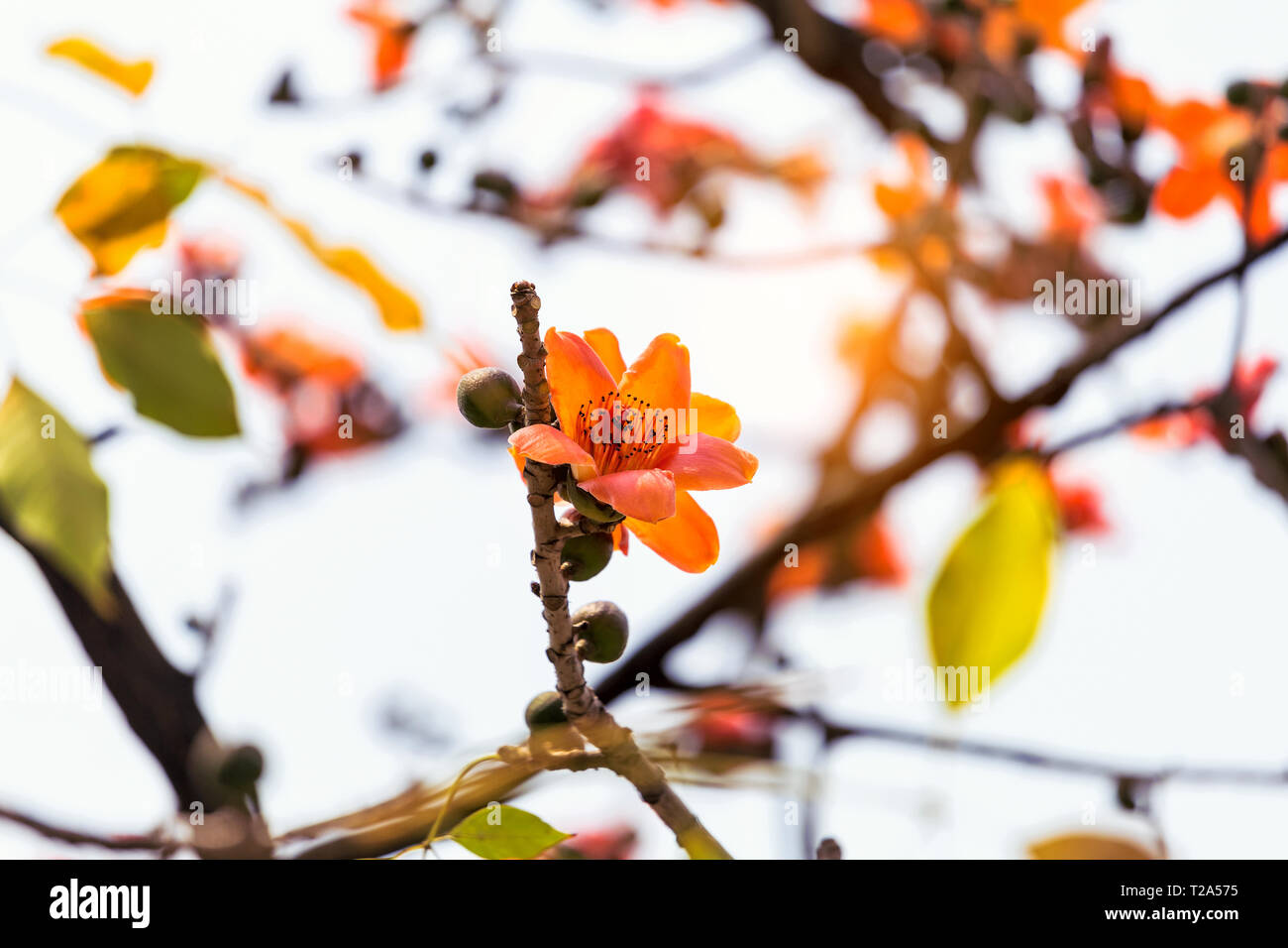 Kapok flowers hi-res stock photography and images - Alamy