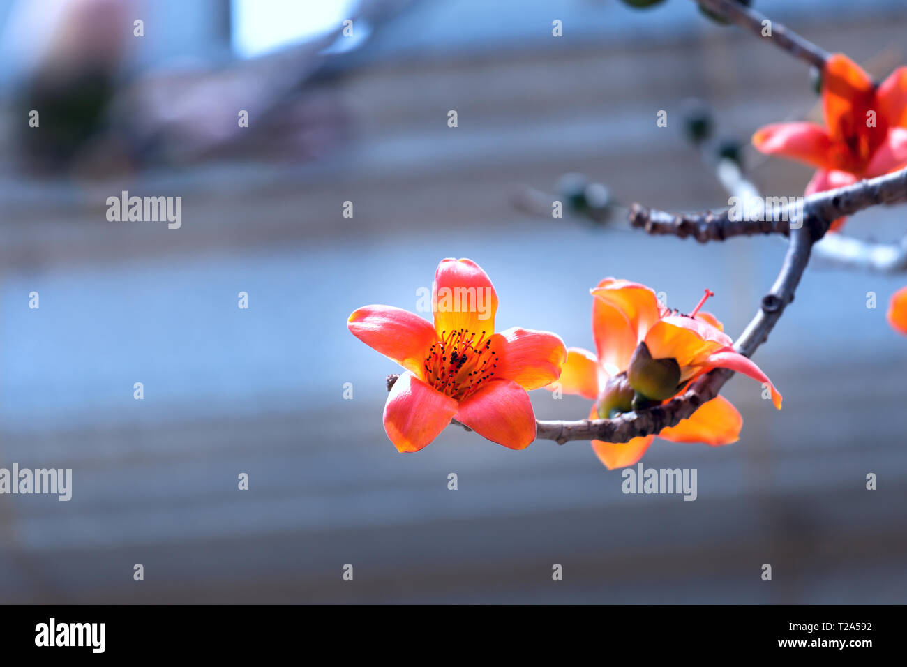 Red Kapok Flowers High Resolution Stock Photography and Images - Alamy