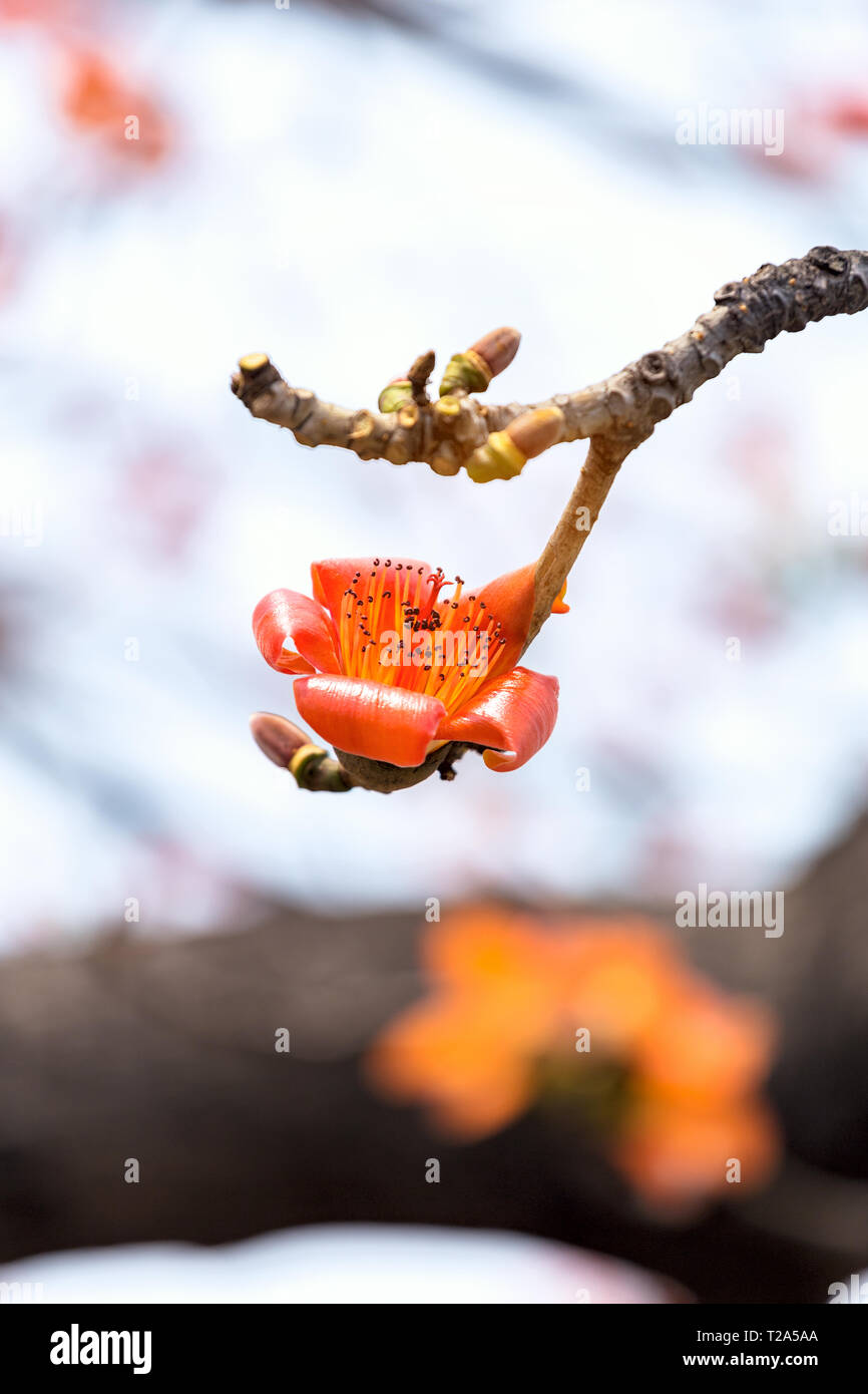 Kapok in full bloom Stock Photo - Alamy