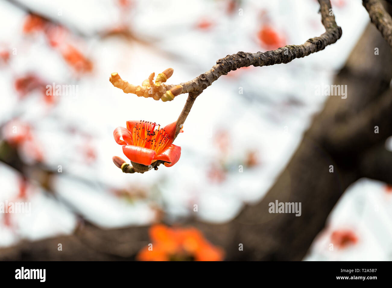 Kapok Bloom High Resolution Stock Photography and Images - Alamy