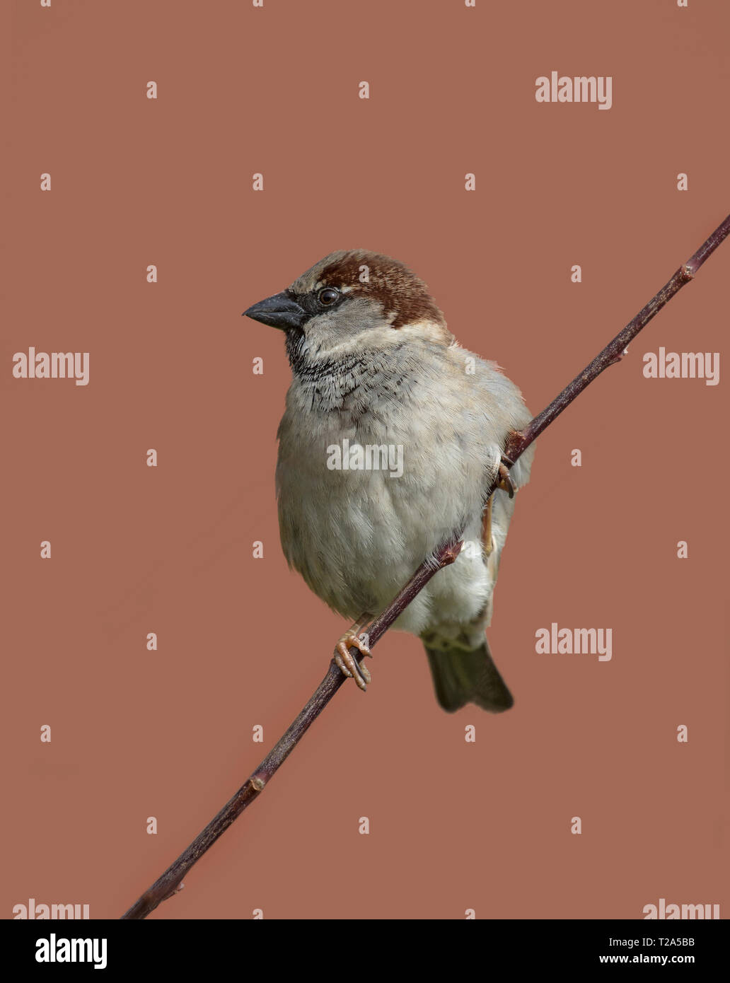 House Sparrow, passer domesticus, on wire, Lancashire, England, UK ...