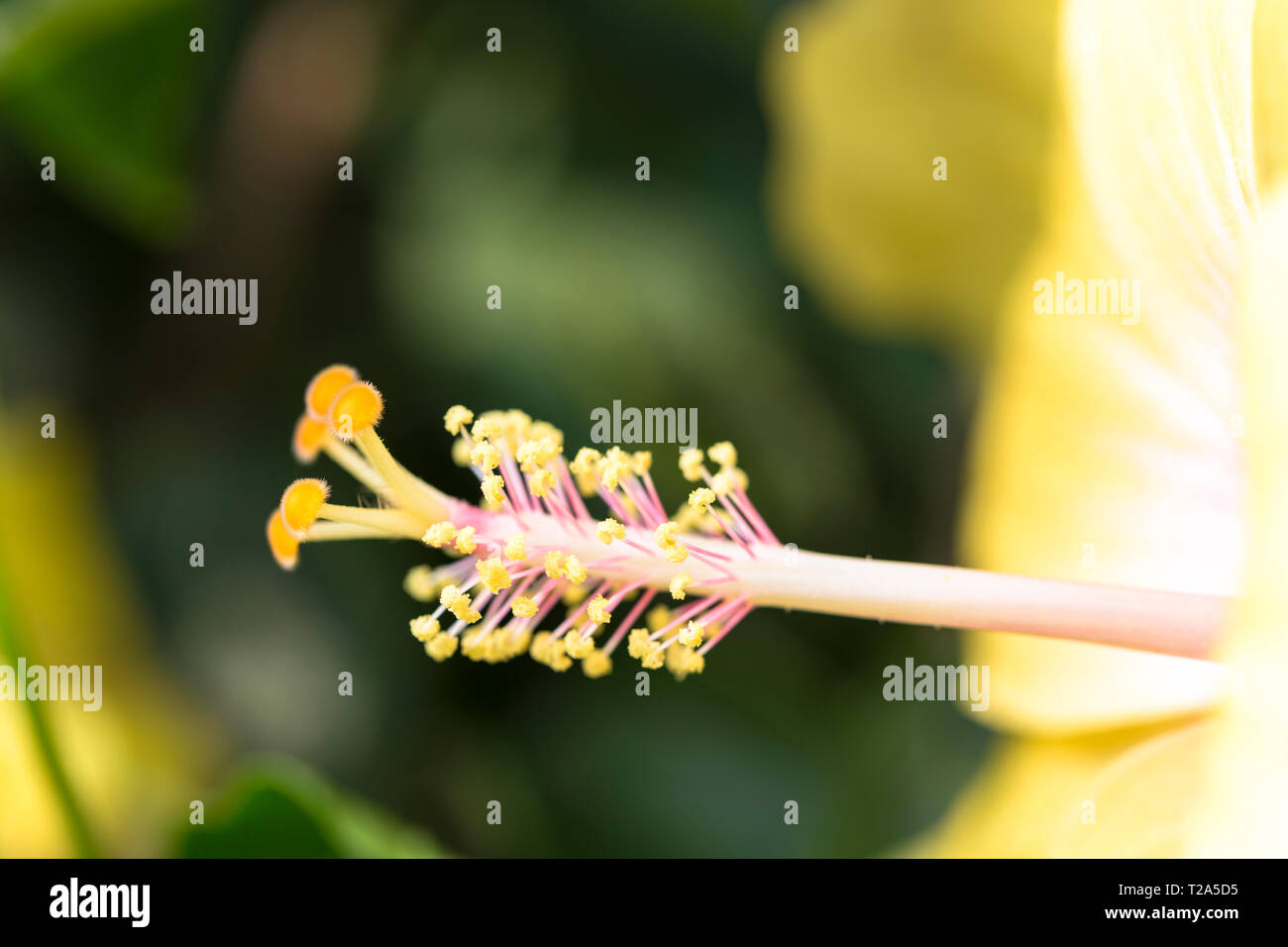 Stamens leaves hi-res stock photography and images - Alamy