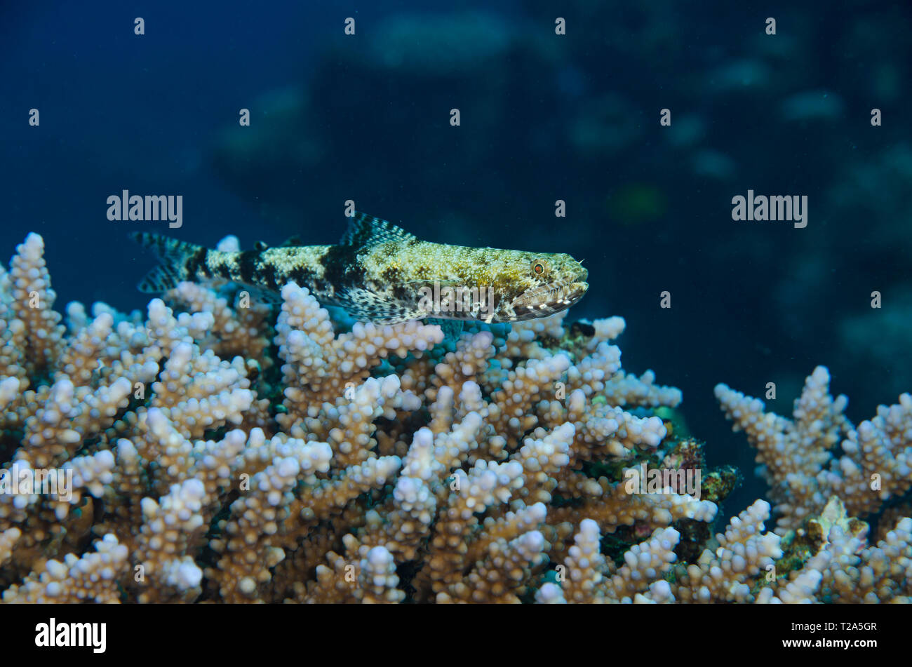 Variegated lizardfish hi-res stock photography and images - Alamy