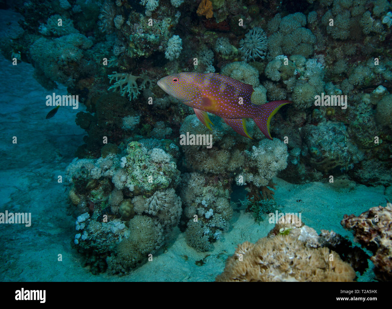 Yellow-edged lyretail, Lyretail grouper or Caramel cod, Variola louti ...