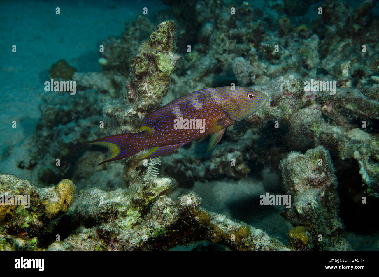 White edged lyretail grouper hi-res stock photography and images - Alamy