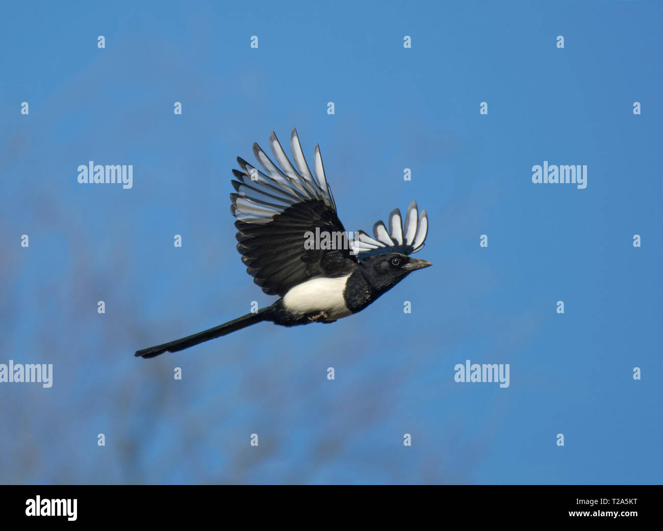 Magpie pica pica in flight hi-res stock photography and images - Alamy