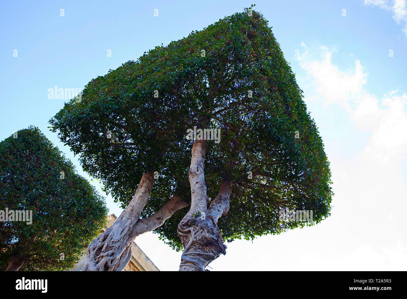 Square shaped trees hi-res stock photography and images - Alamy
