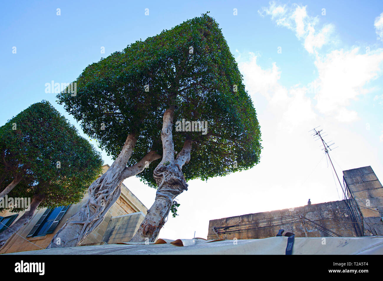 Square shaped trees hi-res stock photography and images - Alamy