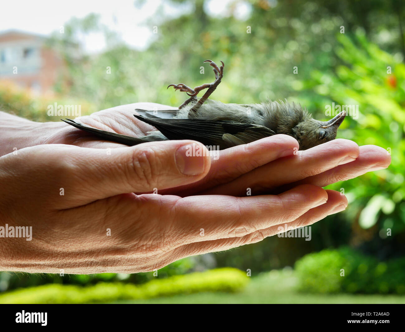 Dead female body hi-res stock photography and images - Alamy