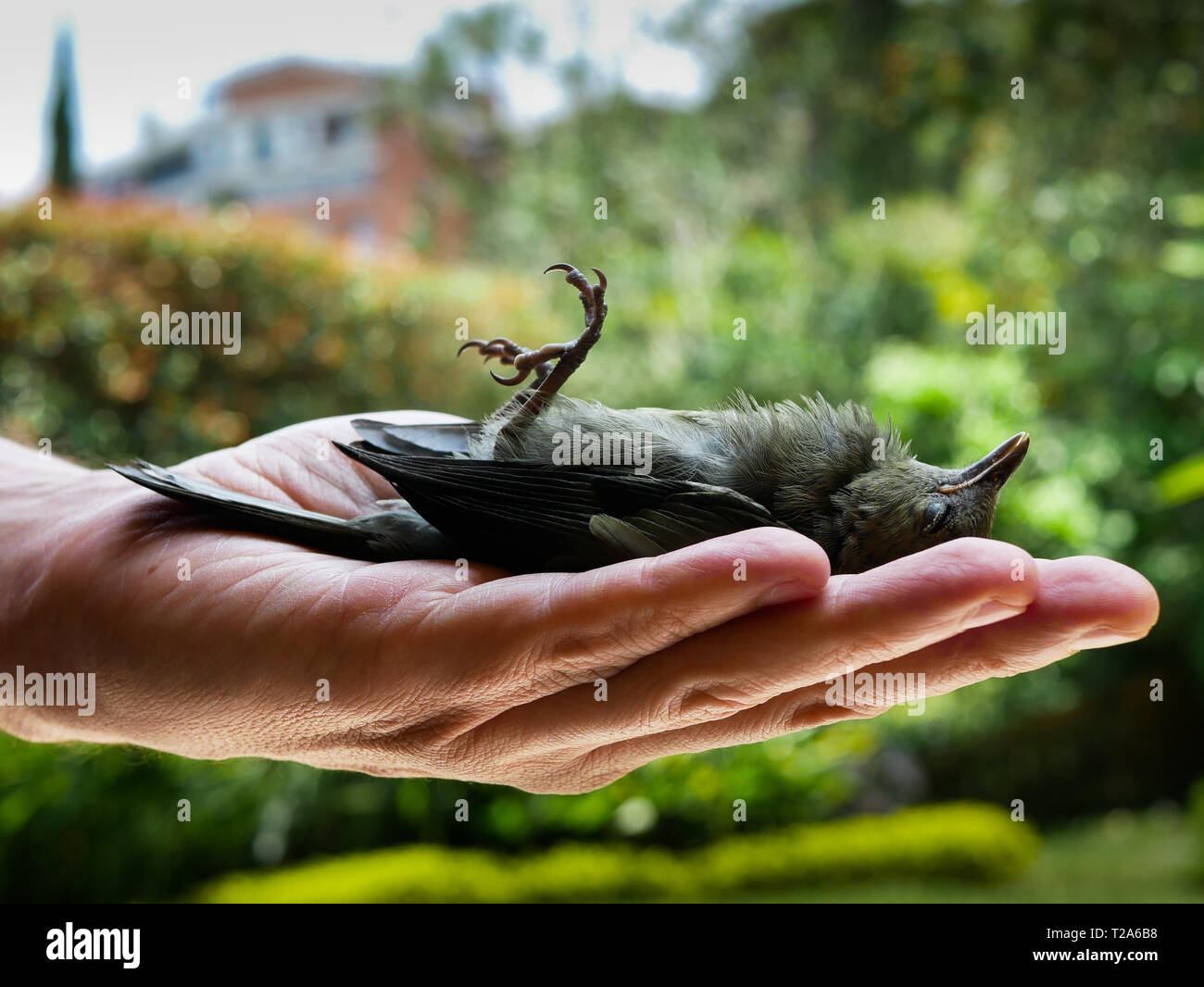 man holding a dead body of a female of a blue gray tanager bird after ...