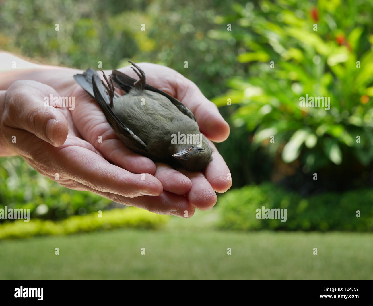 man holding a dead body of a female of a blue gray tanager bird after ...
