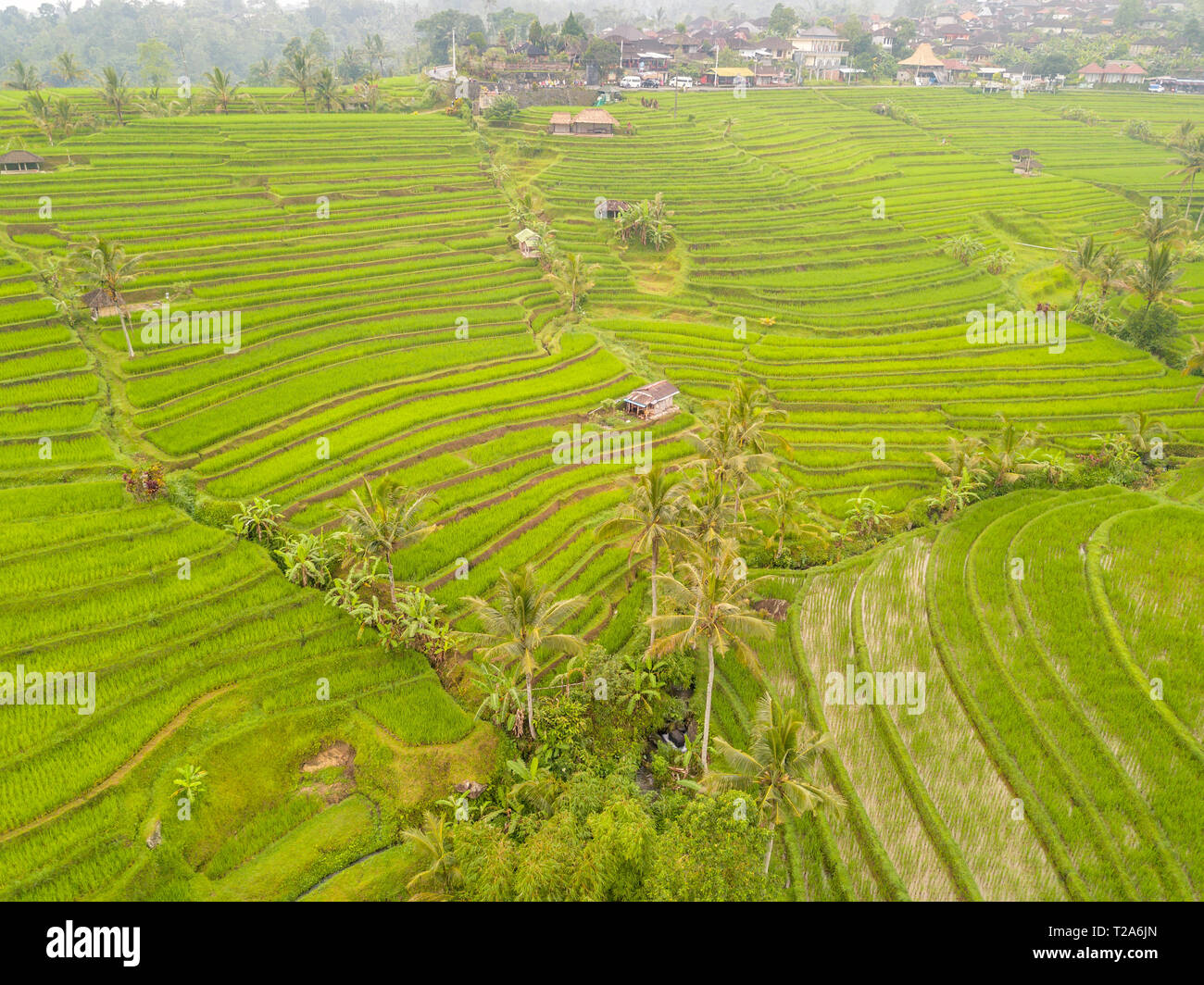 Indonesia. Bali Island. Terraces of rice fields after the rain. Village ...