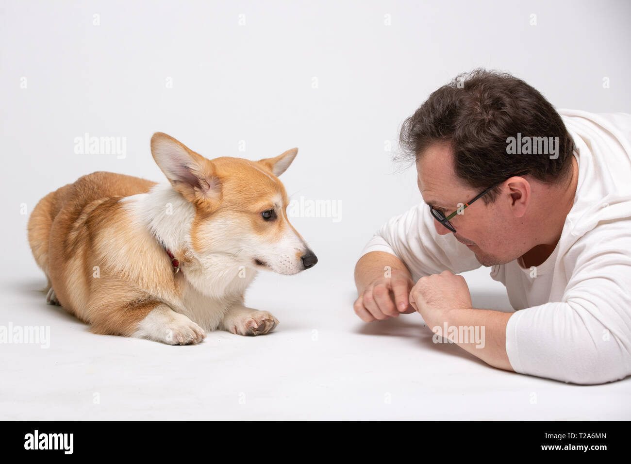 Corgi Fluffy Dog Isolated Stock Photo - Alamy
