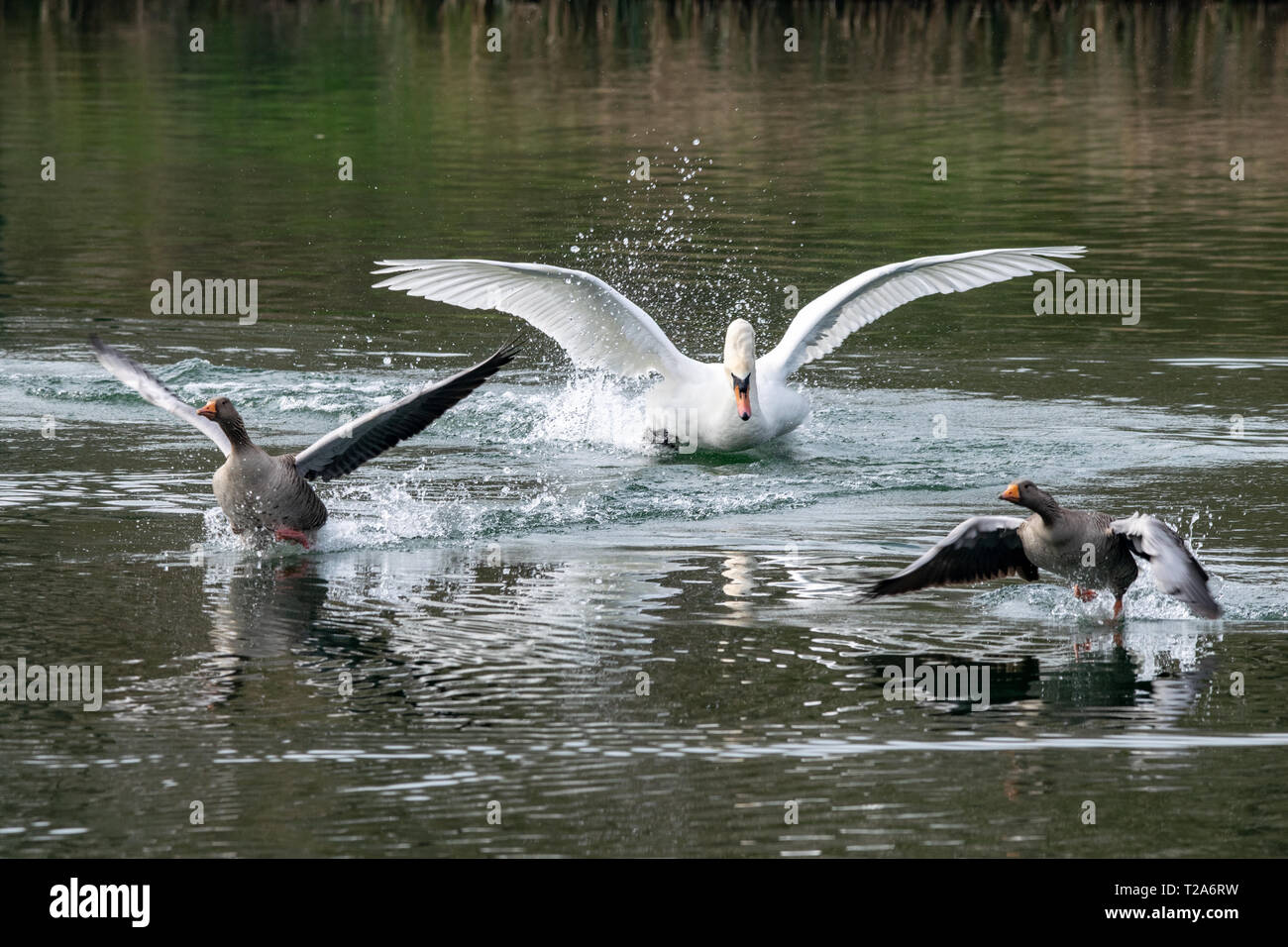 Greylag goose angry hi-res stock photography and images - Alamy