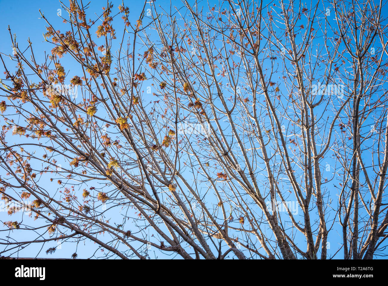 A generic fall season light color bare tree branches with few clinging ...