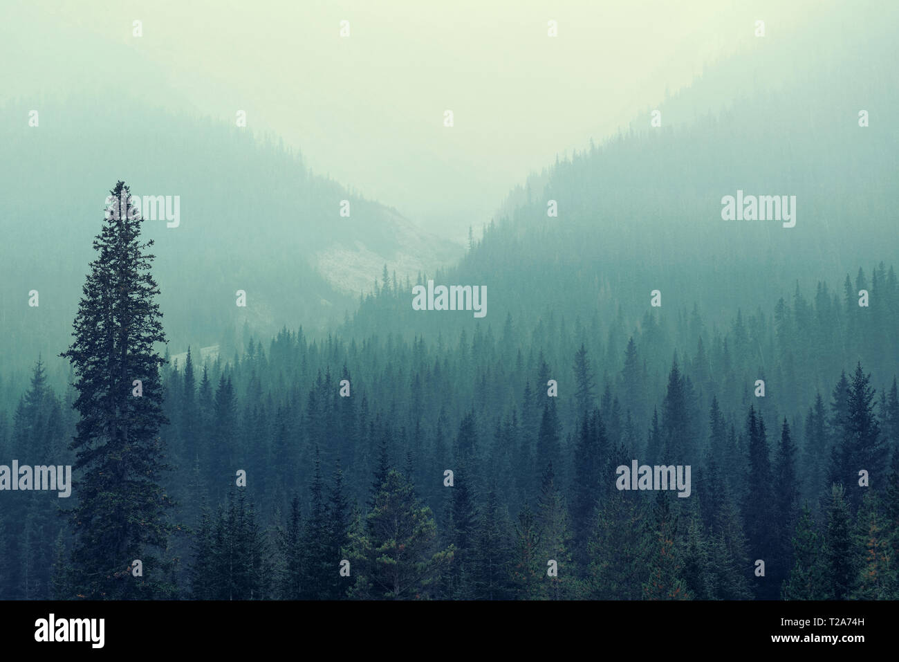 Foggy mountain forest in Banff National Park Stock Photo - Alamy