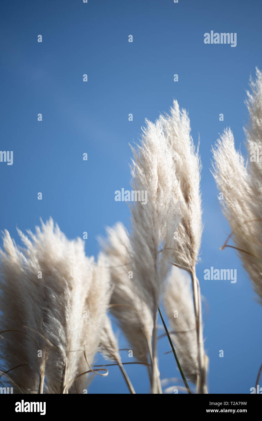 Pampass grass hi-res stock photography and images - Alamy