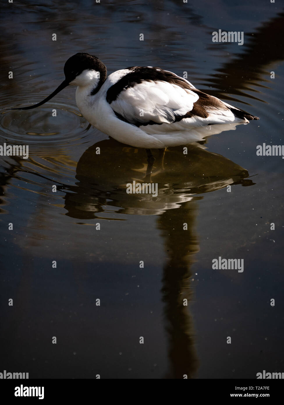 Eurasian avocet hi-res stock photography and images - Alamy
