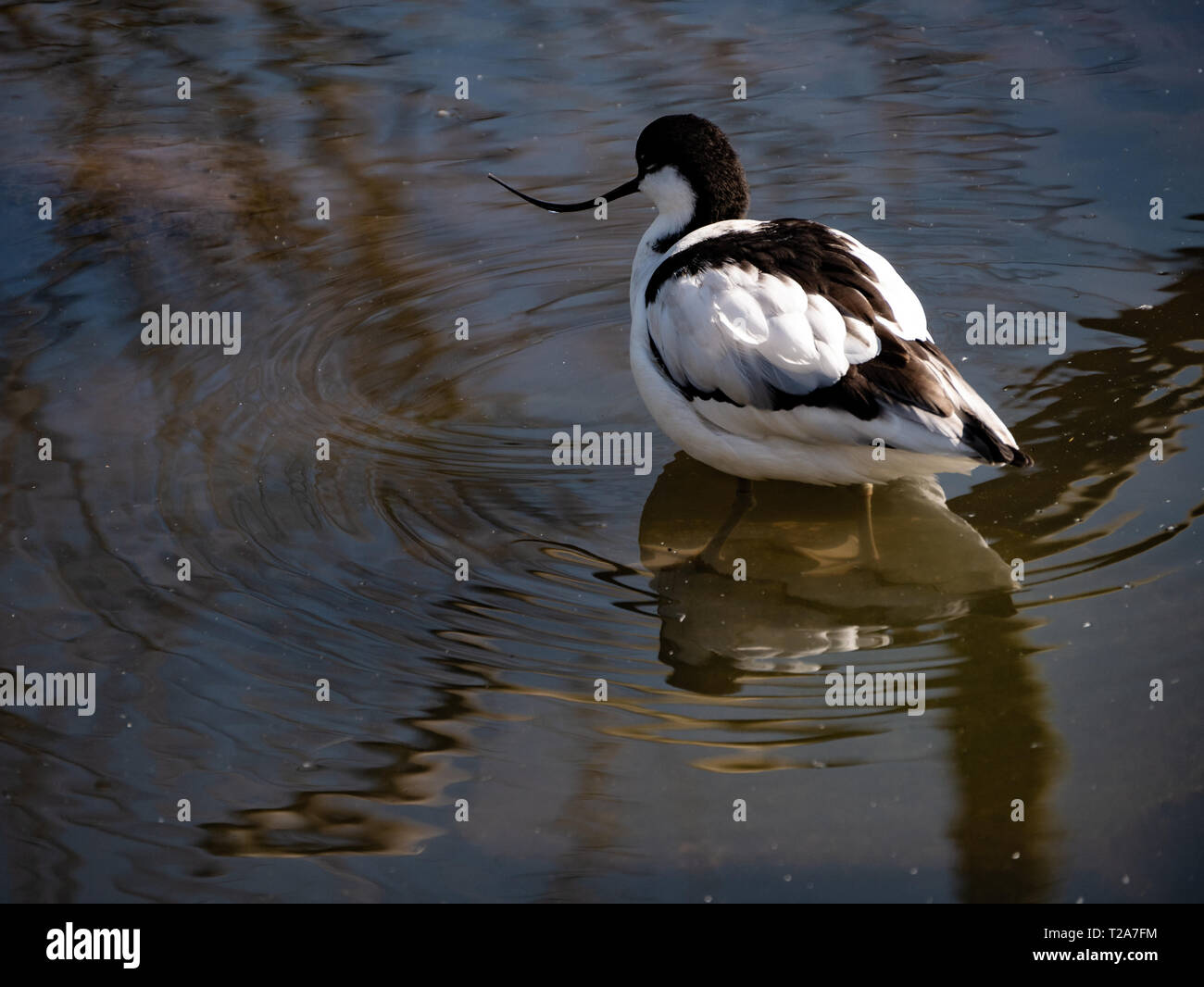 Avocet feeding uk hi-res stock photography and images - Alamy