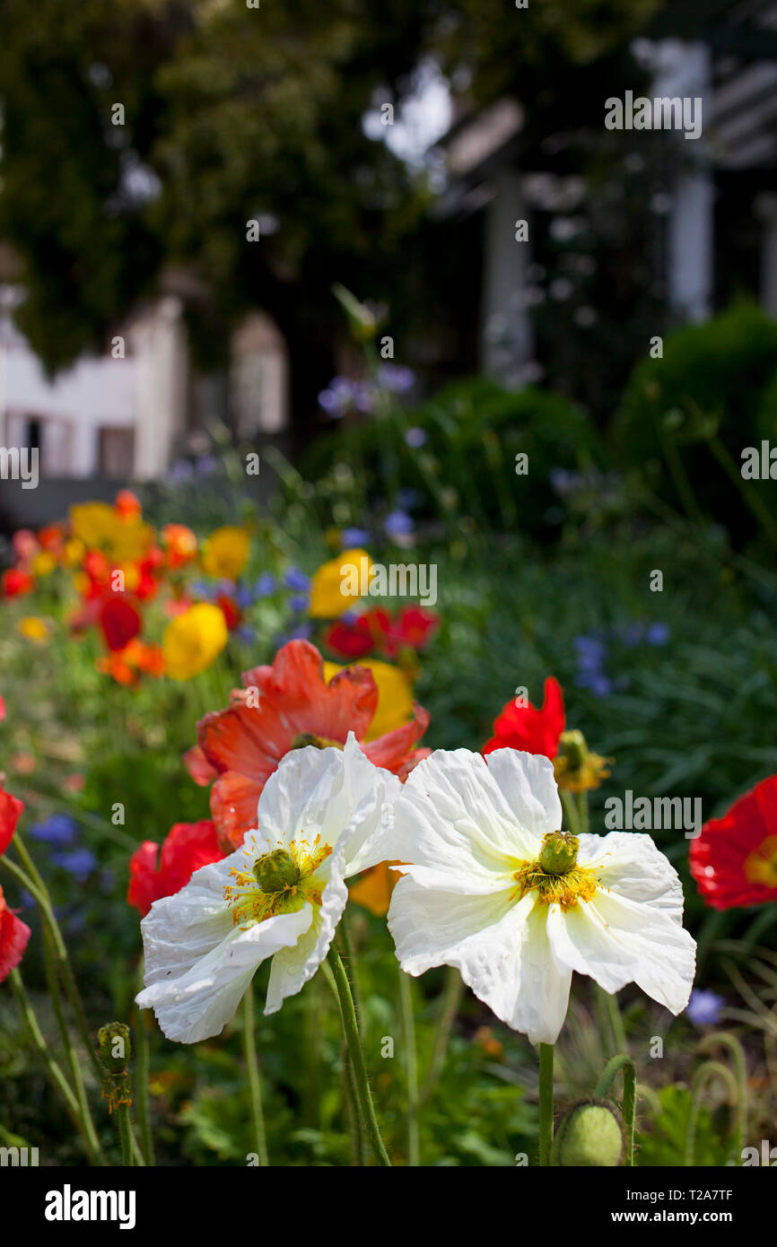 Flowers at St Andrew's School for Girls Stock Photo - Alamy