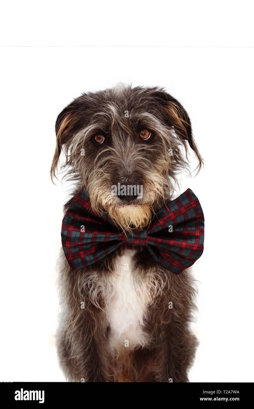 Dog bowtie hi-res stock photography and images - Alamy