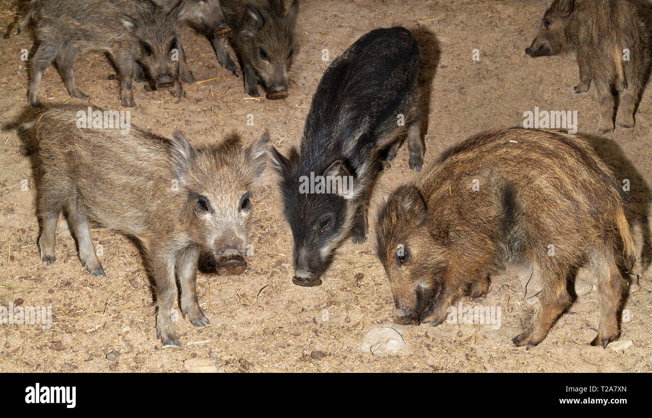 Hybrid pigs hi-res stock photography and images - Alamy