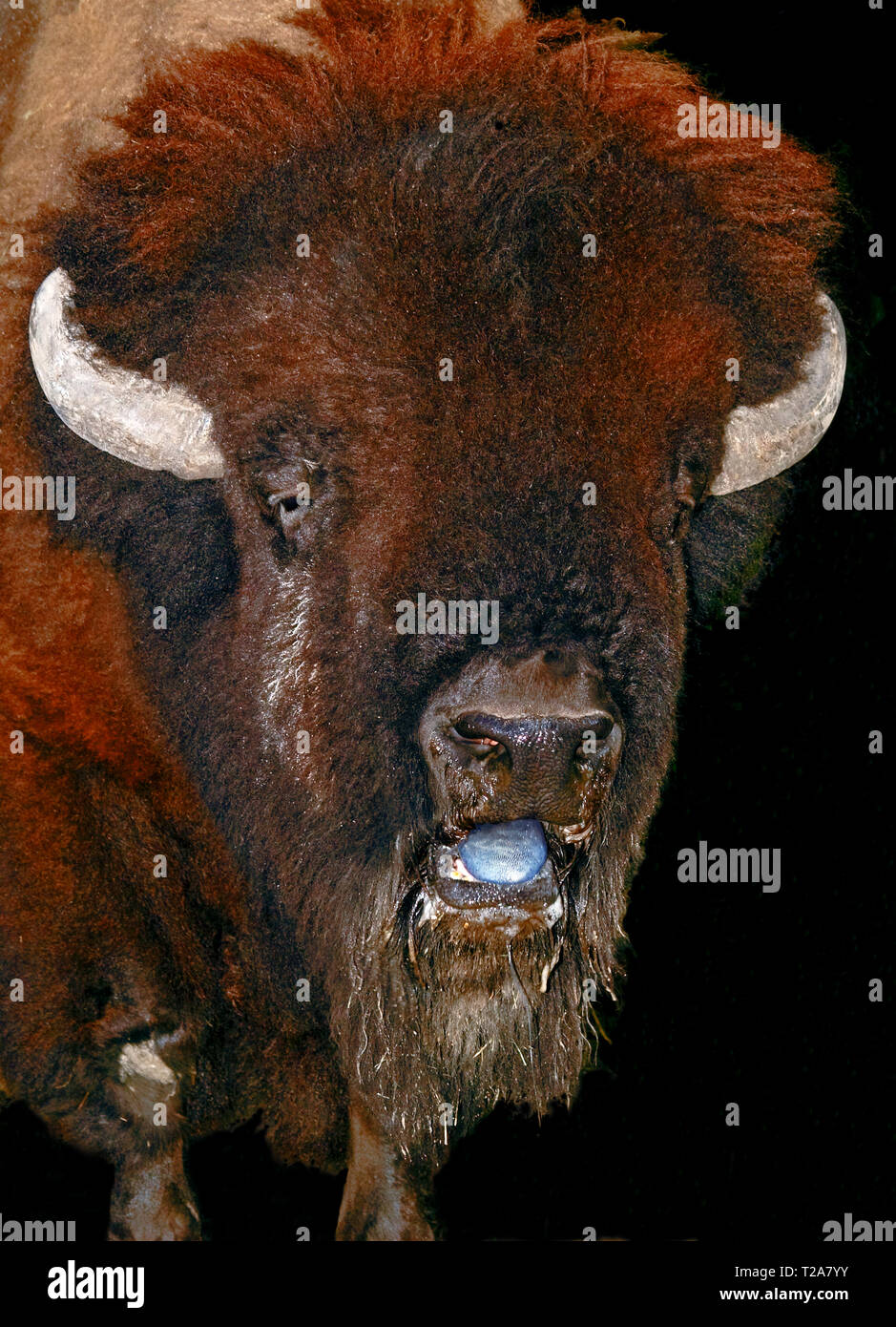 Portrait of the head of a bison with vysunoty blue language. Bison ...