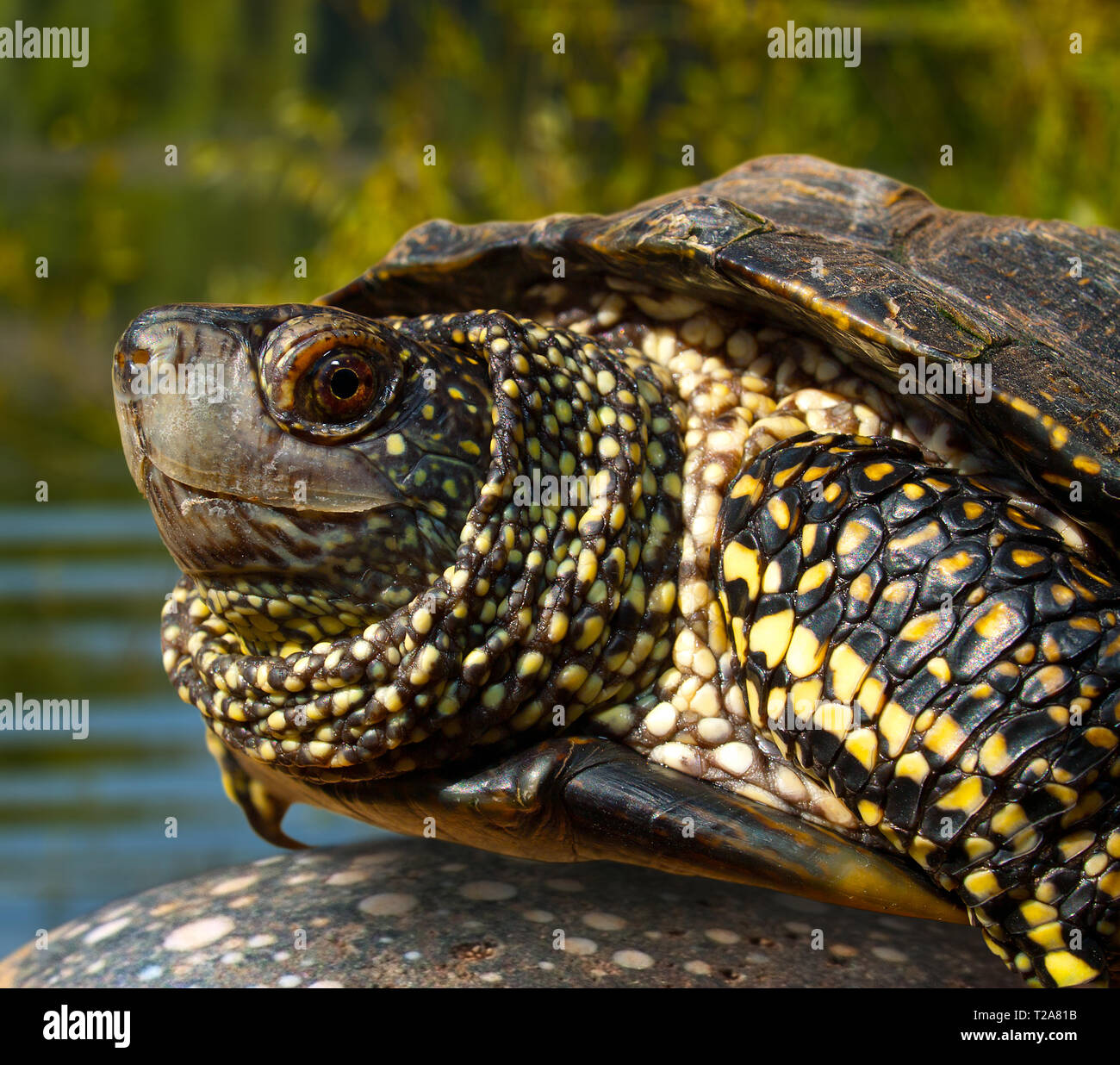 Biology class turtles hi-res stock photography and images - Alamy