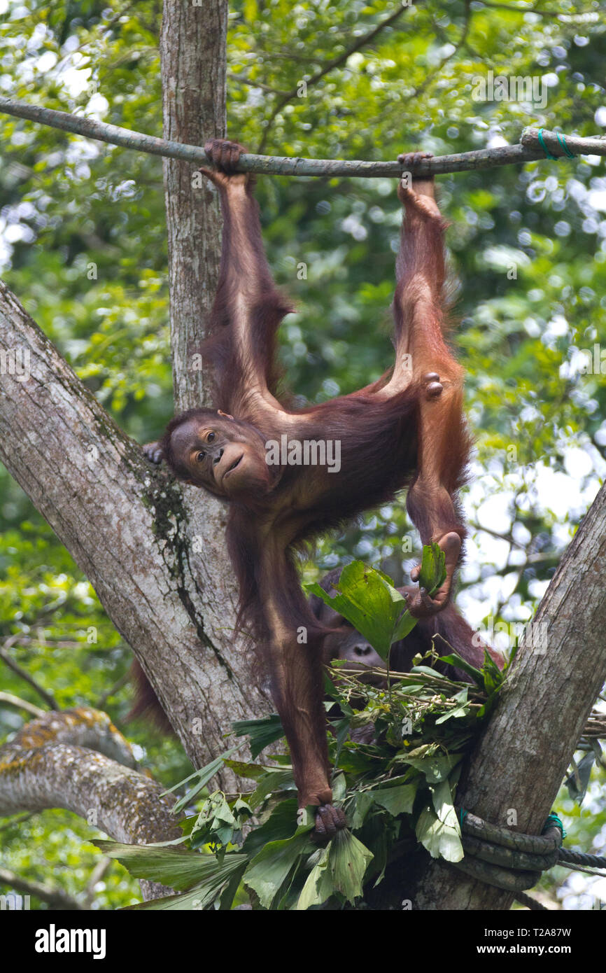 Portrait of cute little orangutan hanging on one hand on a rope and ...
