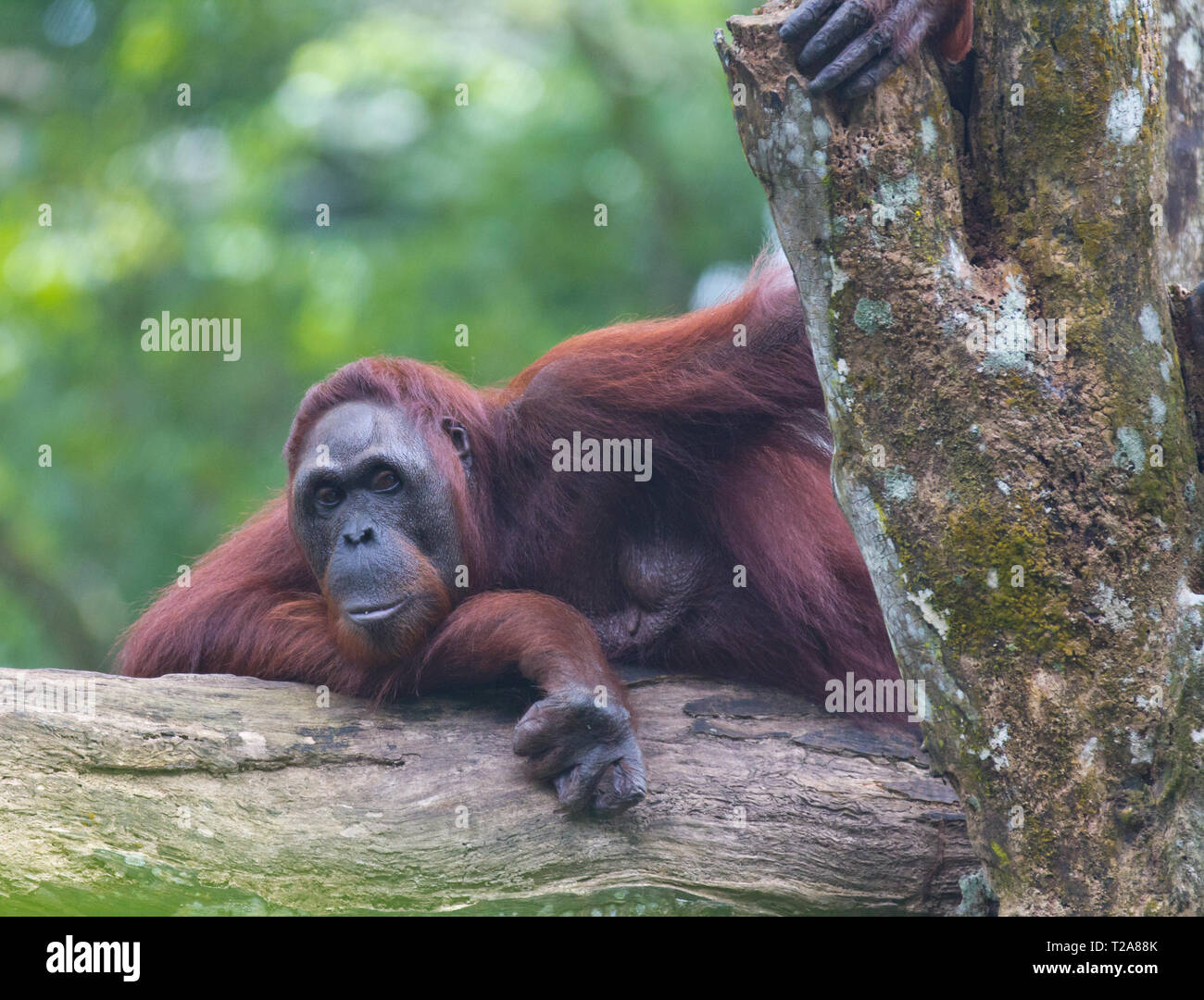 Indonesia, Borneo - Little Orangutan sitting in the trees Stock Photo ...