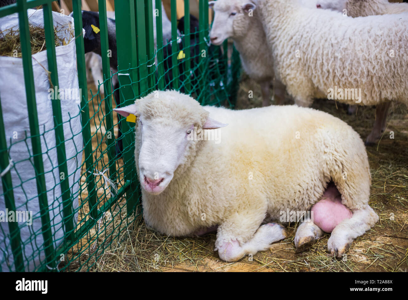 Testicle hi-res stock photography and images - Alamy